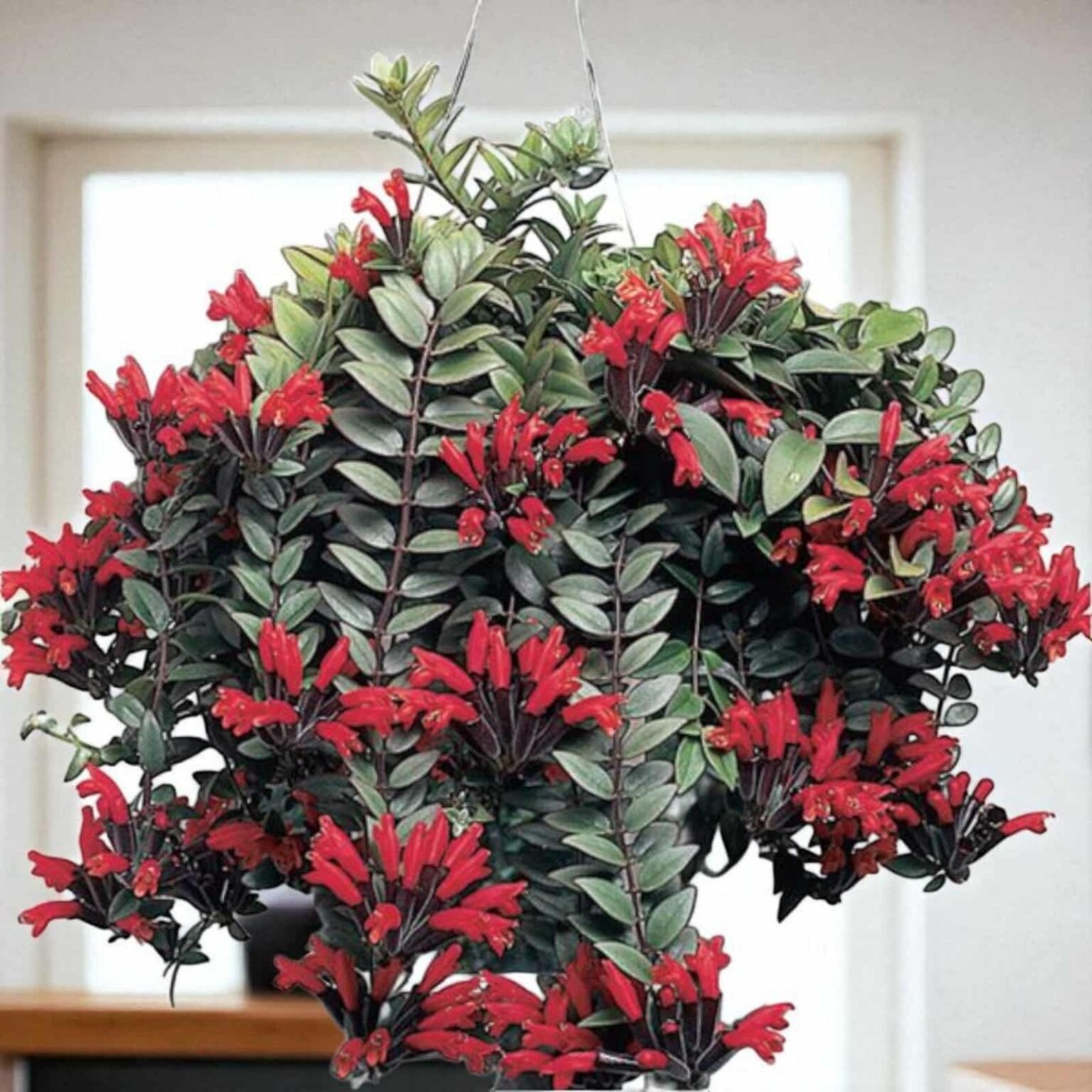 Hoya Lipstick (Aeschynanthus radicans) - Plantshub